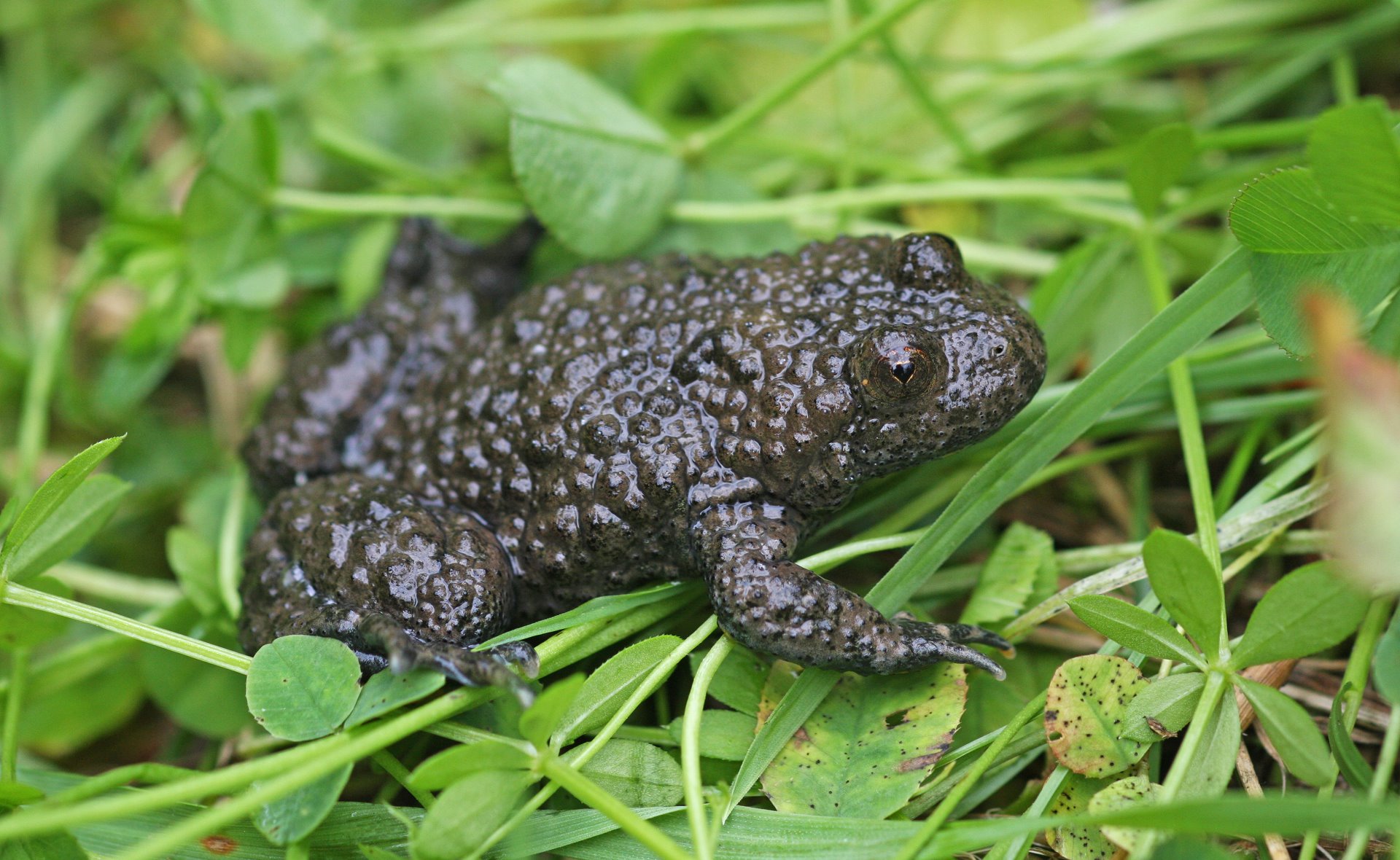 Unken werden 4 bis 5 cm groß ︎ einzigartig in der Natur