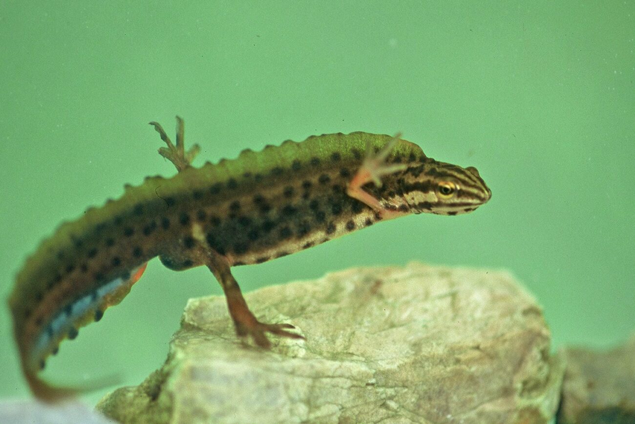 Molche ︎ Sie werden bis zu 11 cm lang